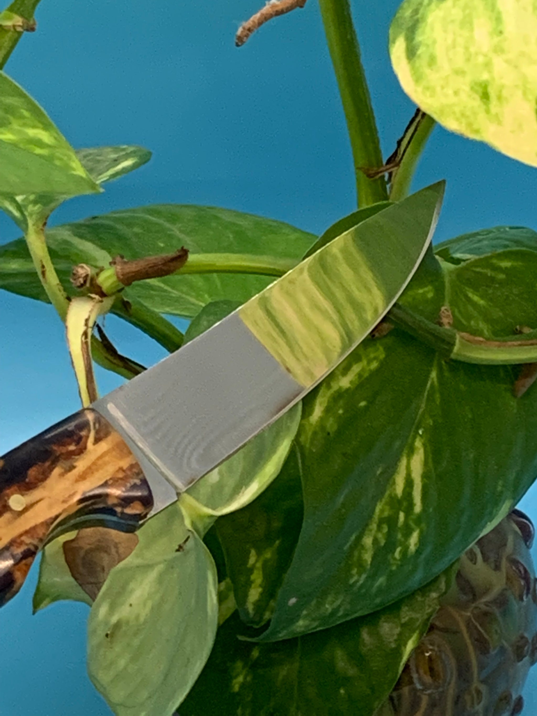 Pine Cone Handle Hunting/Utility Knife w/D2 Steel Blade – Cutting Edge ...